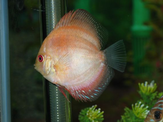 Fourteen Pictures of our Discus and Angelfish - One Project Closer